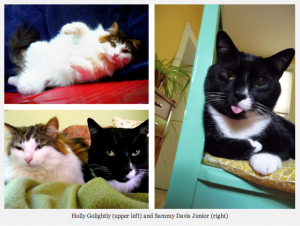 Jackson Galaxy "Cat Daddy" (Book Review) | I Have Cat