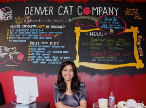 Denver Cat Company (Cat Cafe) | I Have CatI Have Cat
