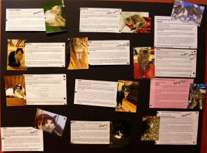 Denver Cat Company (Cat Cafe) | I Have CatI Have Cat